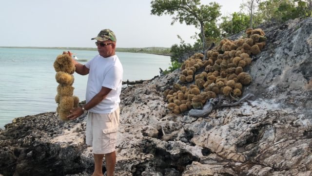 Sponging project moves into final phase as spongers ready to revitalize ...