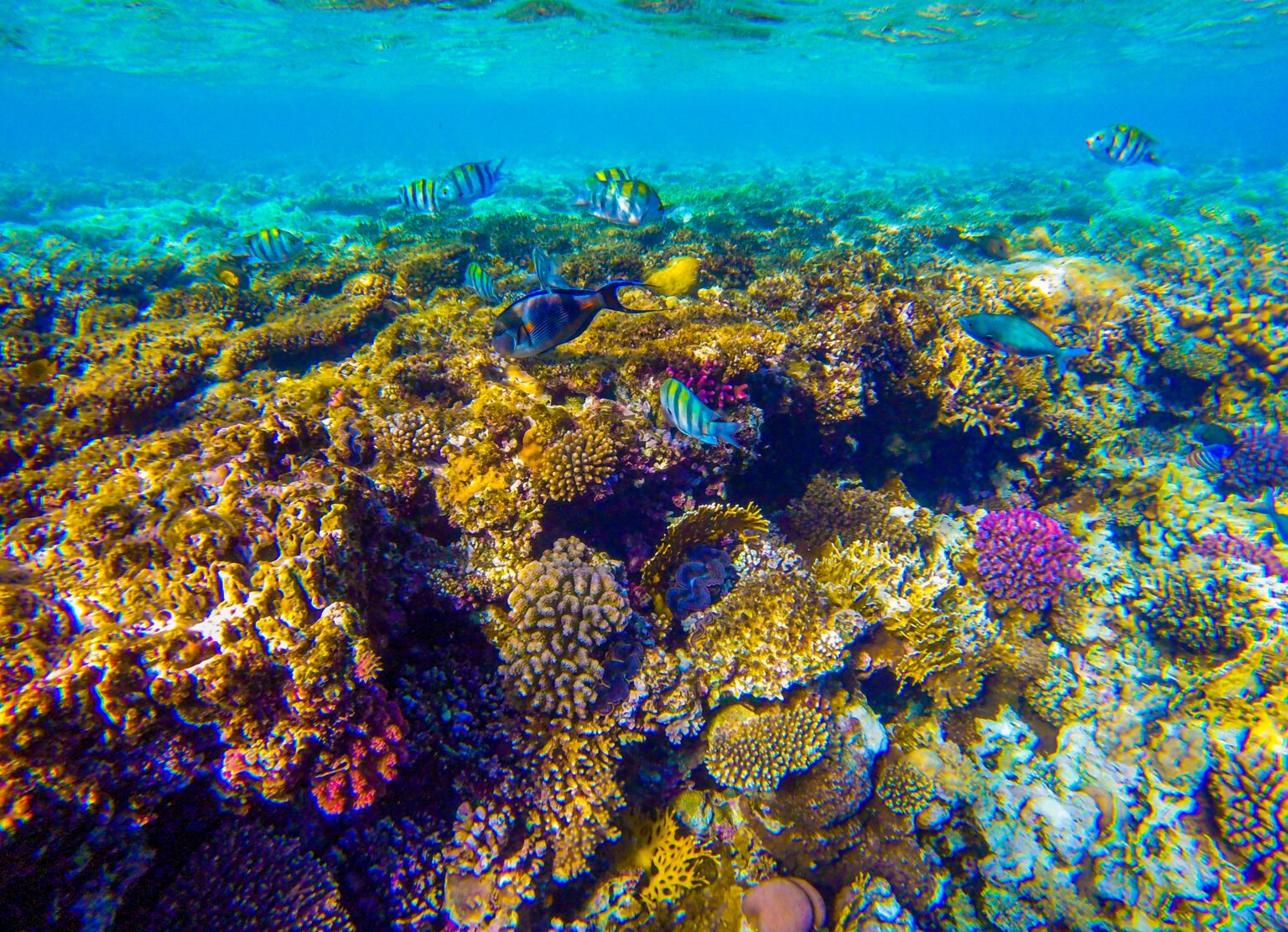 Bahamas’ coral reefs facing total wipeout by 2050 without “decisive ...